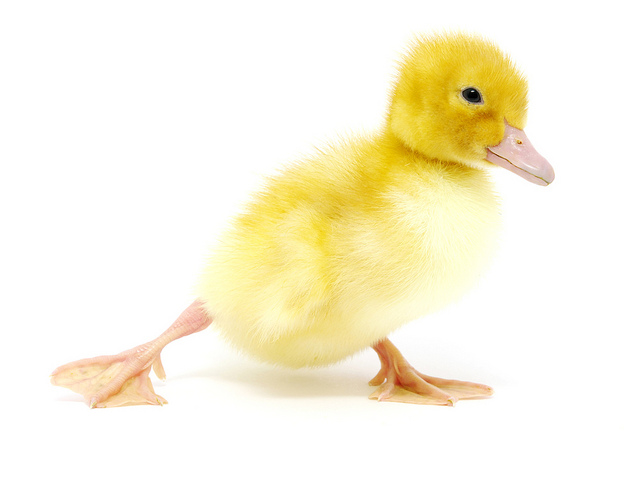 Measuring Waddles in Ducks | The Poultry Site